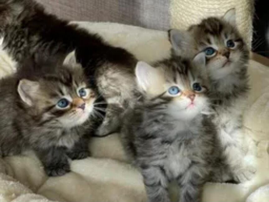 Сибирские котятки красавчики