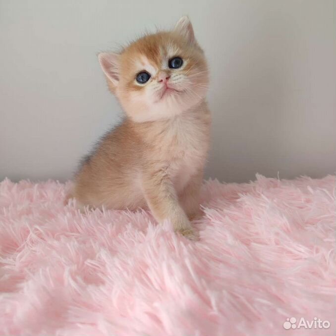 Британский котик бесплатно