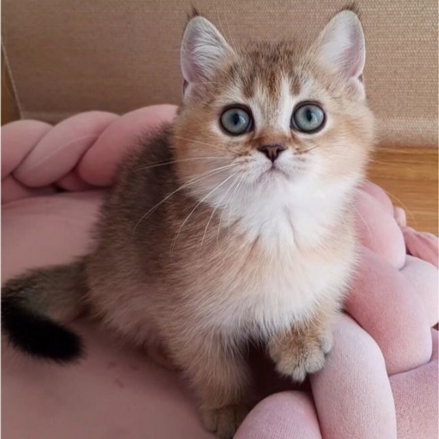 Шотландский прямоухий короткошёрстный котёнок