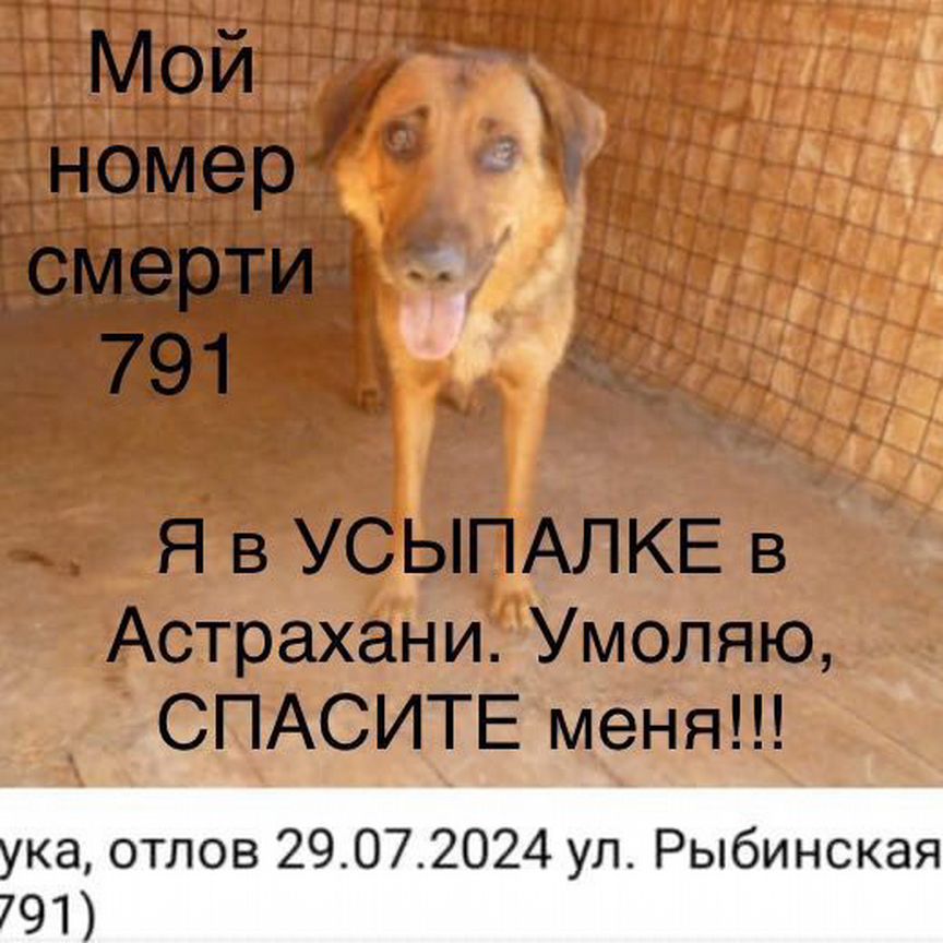Собака в добрые руки