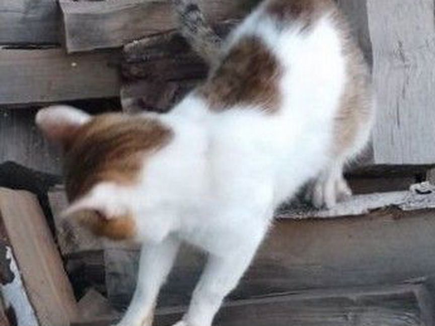 Котик без глазика