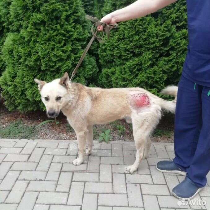 Подает Лапу предали люди
