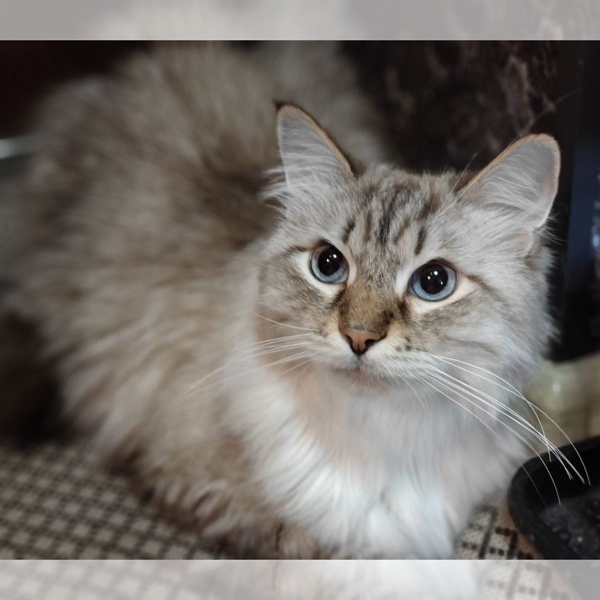 Невский маскарадный кот, взрослый