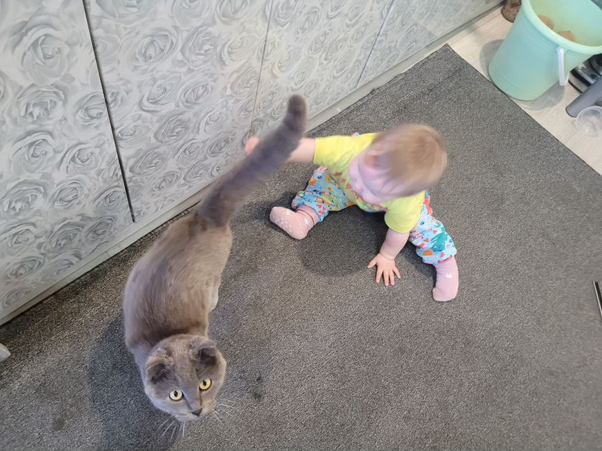 Животное