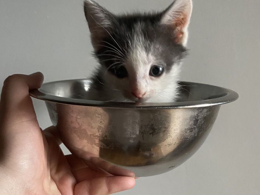 Котенок мальчик Лайм