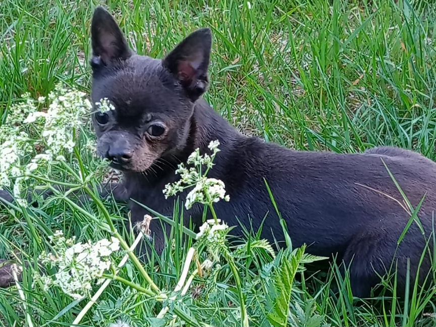 Щенки чихуахуа мальчики