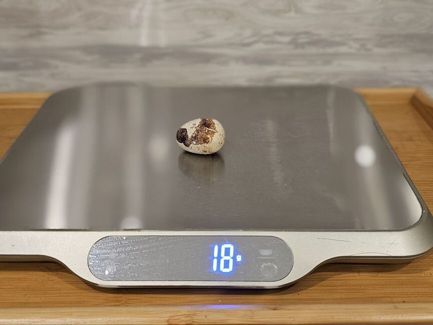 Яйцо от техасского перпела для инкубации