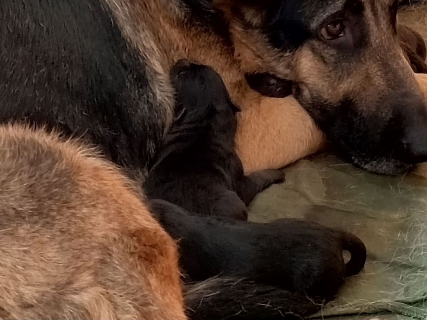 Продам щенят немецкой овчарки