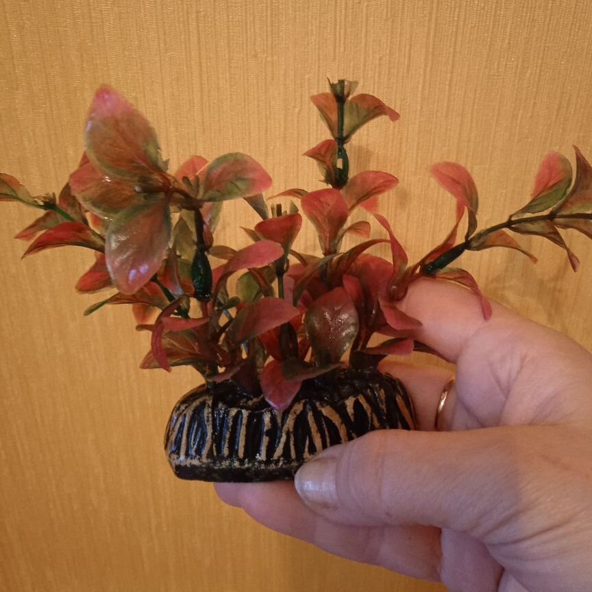 Растение для аквариума