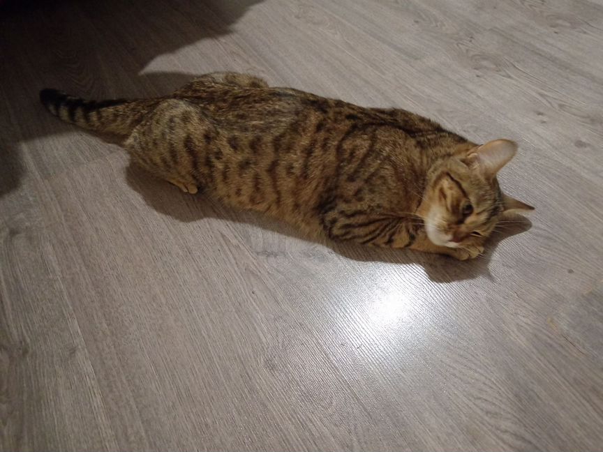 Продаётся кошка