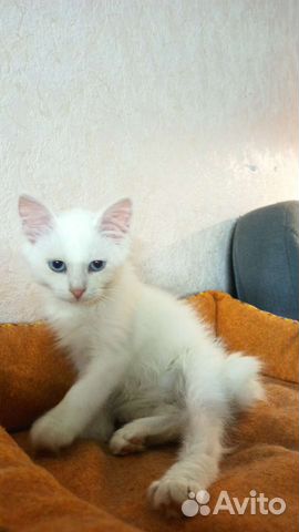 Малышка Барби ищет дом