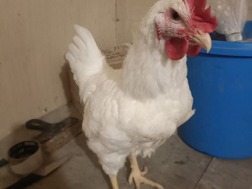 Петух мини-мясной