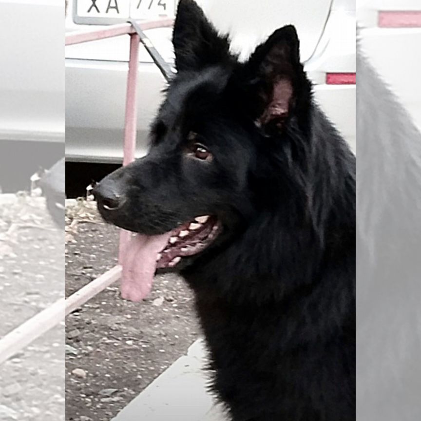 Немецкая овчарка, взрослая собака