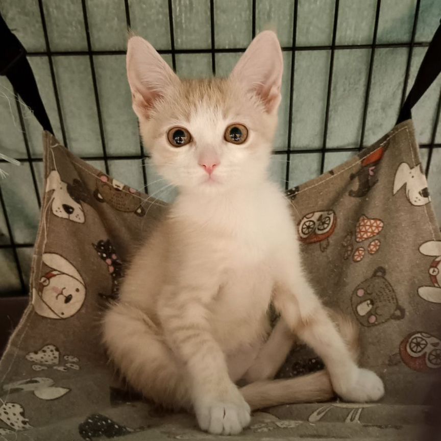 Котёнок в добрые руки