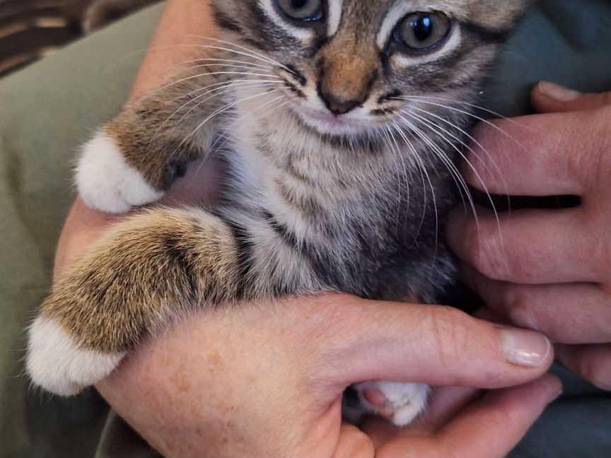 Котёнок в добрые руки