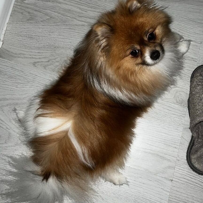 Померанский шпиц, взрослый пёс