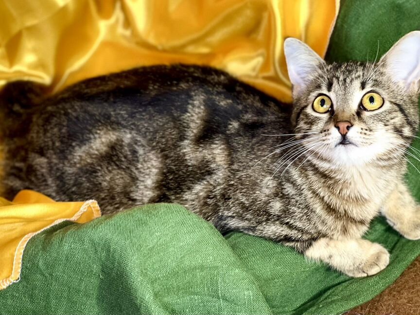 Котенок мраморный в дар
