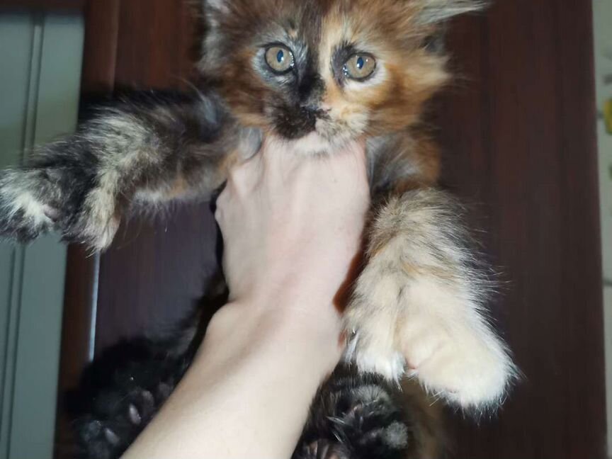 Кошечка полидакт