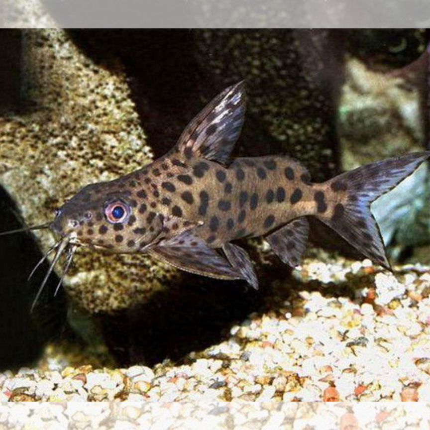 Сом синодонтис