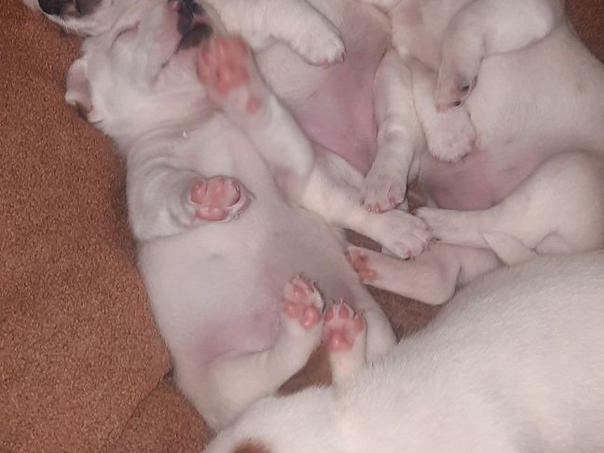 Щенки джек рассел терьера