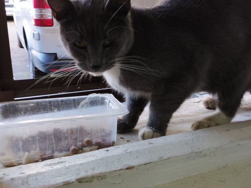 Котики бесплатно в добрые руки