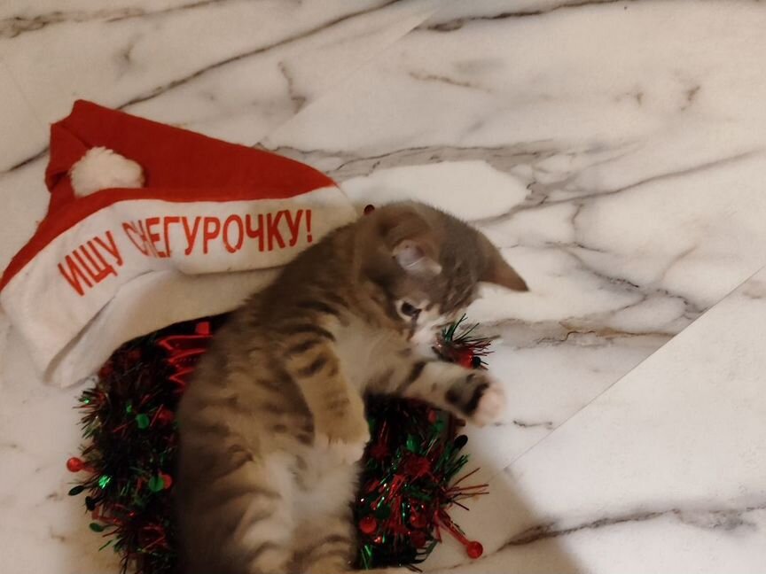 Кошка