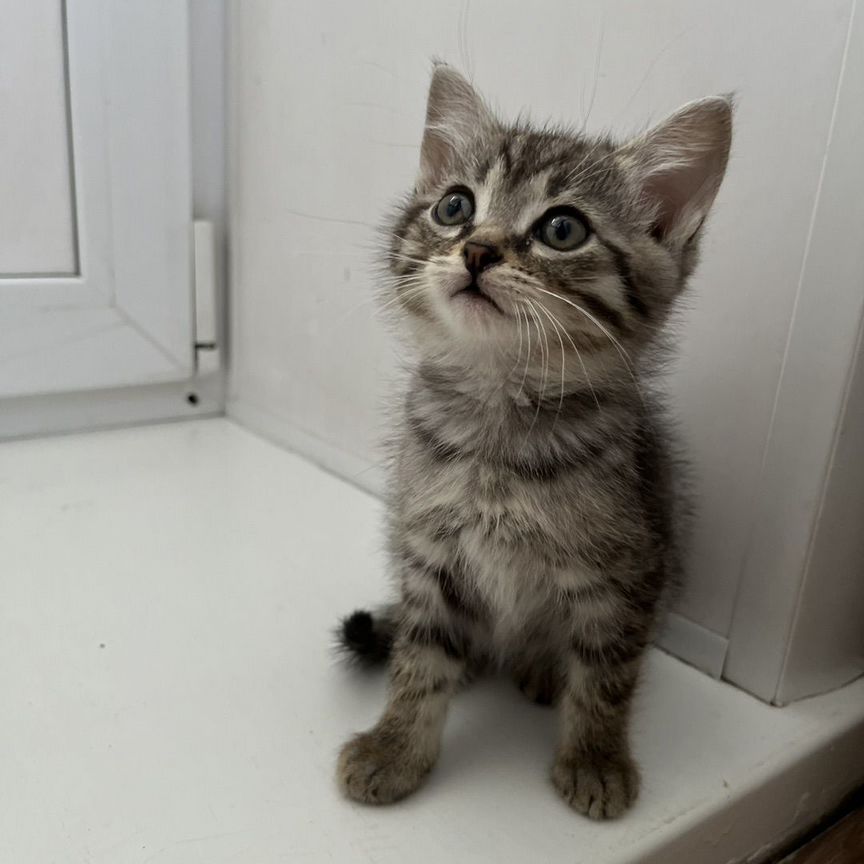 Маленький мурлыка ищет хороших хозяев