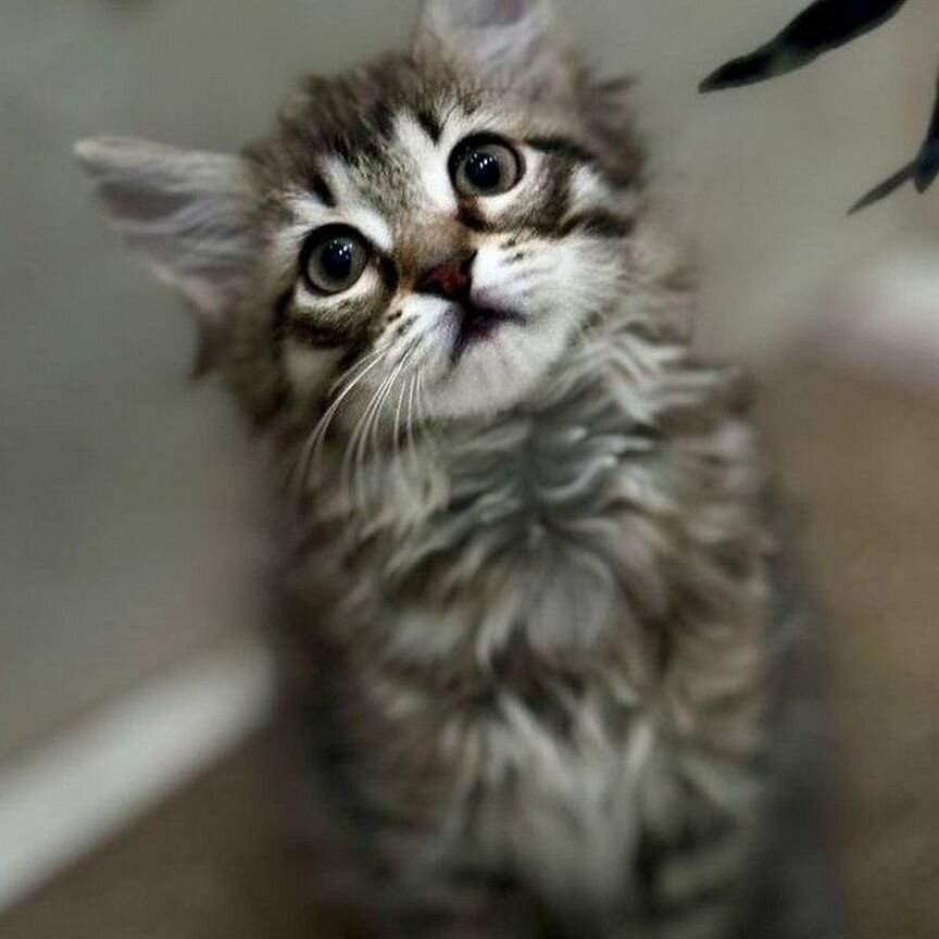Милейший котенок Ушастик ищет дом