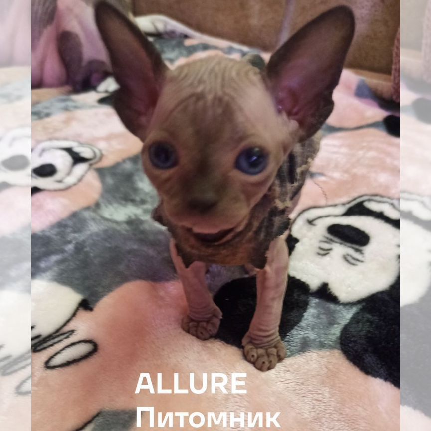 Канадский сфинкс котёнок