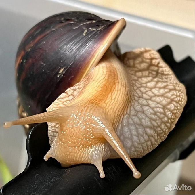 Отдам в добрые руки улитку Ахатина