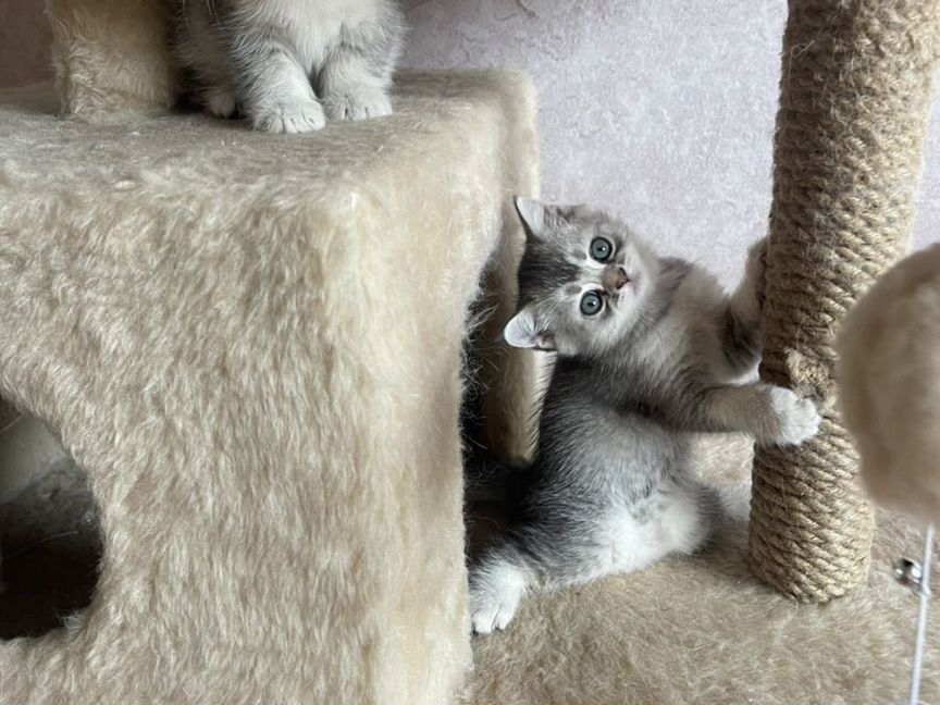 Британские котята серебристая шиншилла