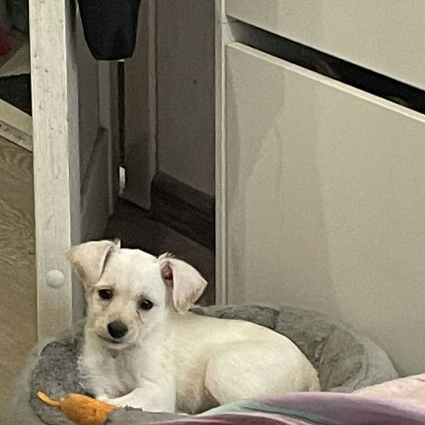 Щенок в добрые руки