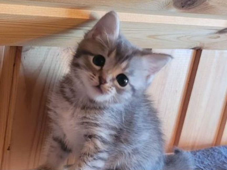 Маленькая девочка