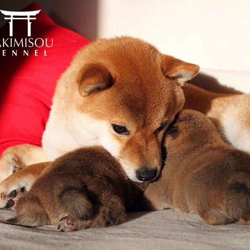 Невероятно милые щенки сиба ину