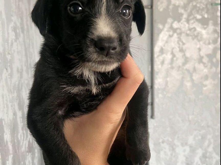 Кутята Лабрадора в добрые руки