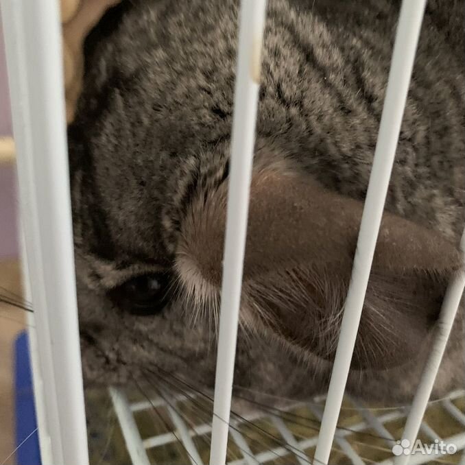 Пара шиншилл с клеткой