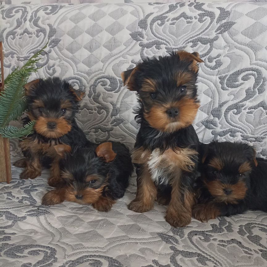 Щенки йорка