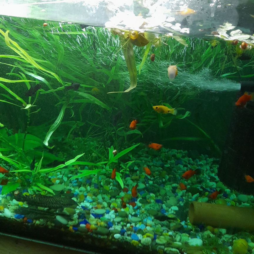 Растение в аквариумное и рыбки