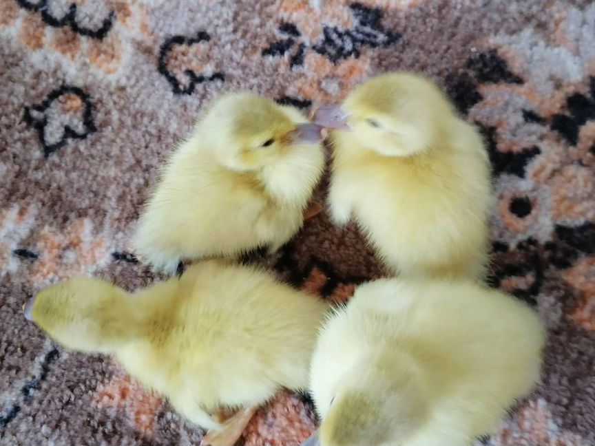 Индоутята лаванда, суточные