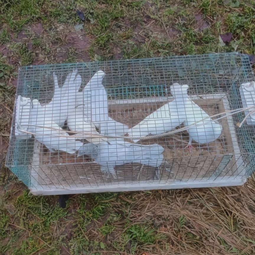 Продажа голубей