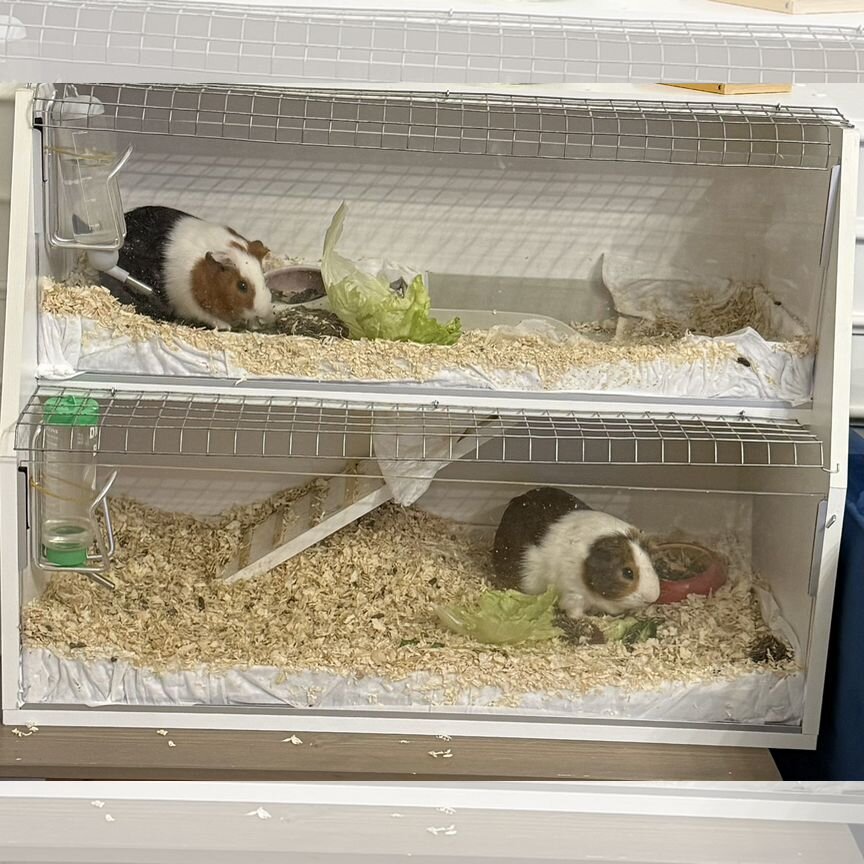 Стеллаж клетка для морской свинки 80