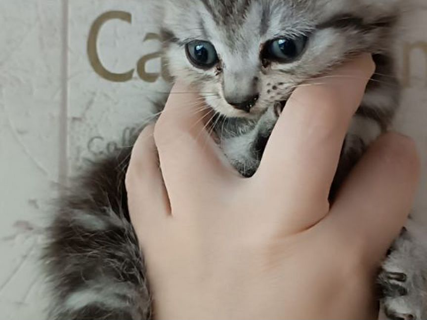 Шотландские котята девочки