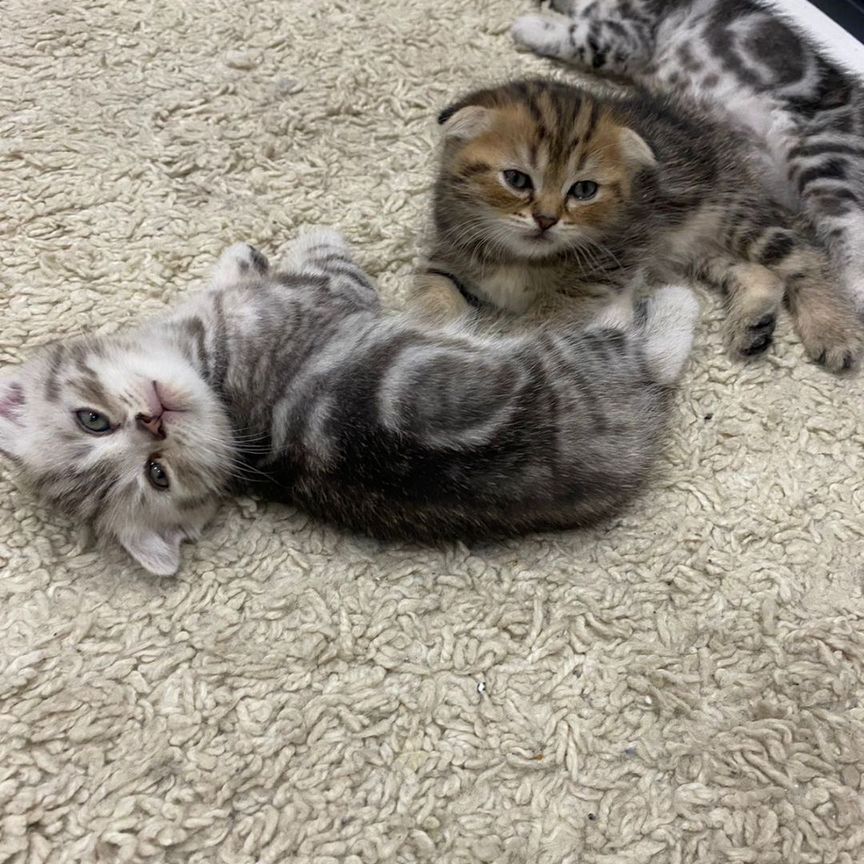 Шотландская вислоухая