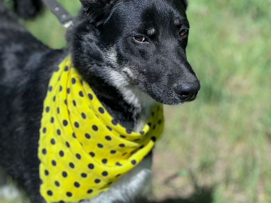 Гектор, погибает помогите