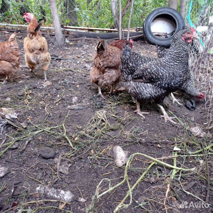 Куры несушки