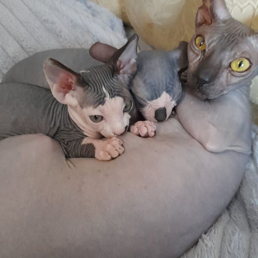 Канадский сфинкс