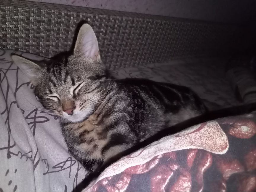 Котенок около 4 мес, бенгал