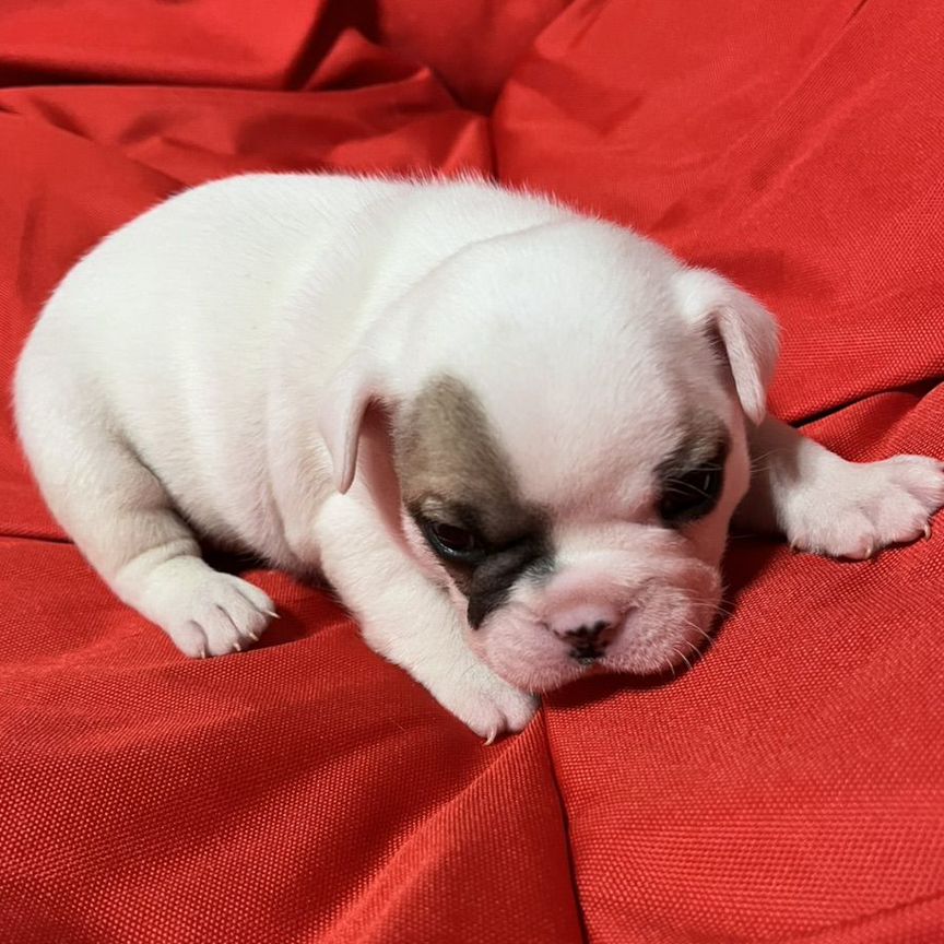 Французский бульдог, щенок