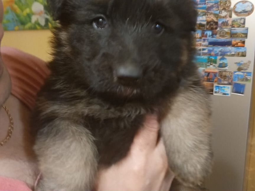 Щенок, кабель немецкой овчарки