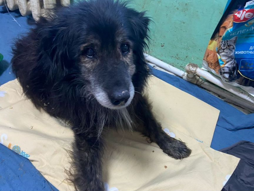 Малыш старичок Тобик из приюта заболел